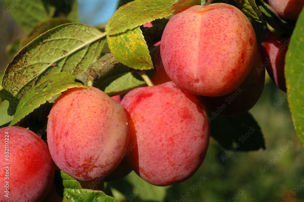 Prunier , Prune, Prunus domestica , Variété Reine Claude Violétte Stock ...