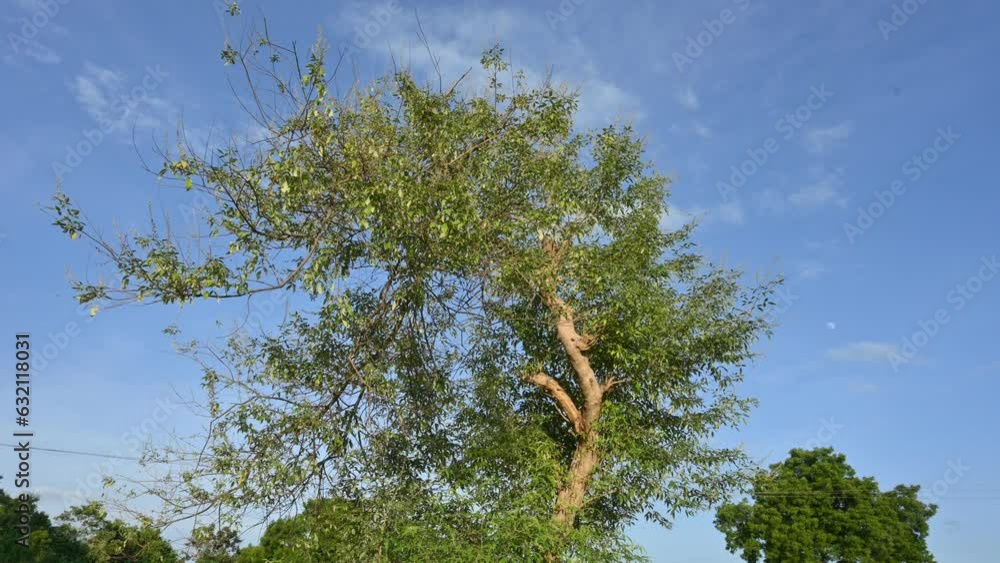 Vitex negundo plant in blue sky background. It's other name Chinese ...