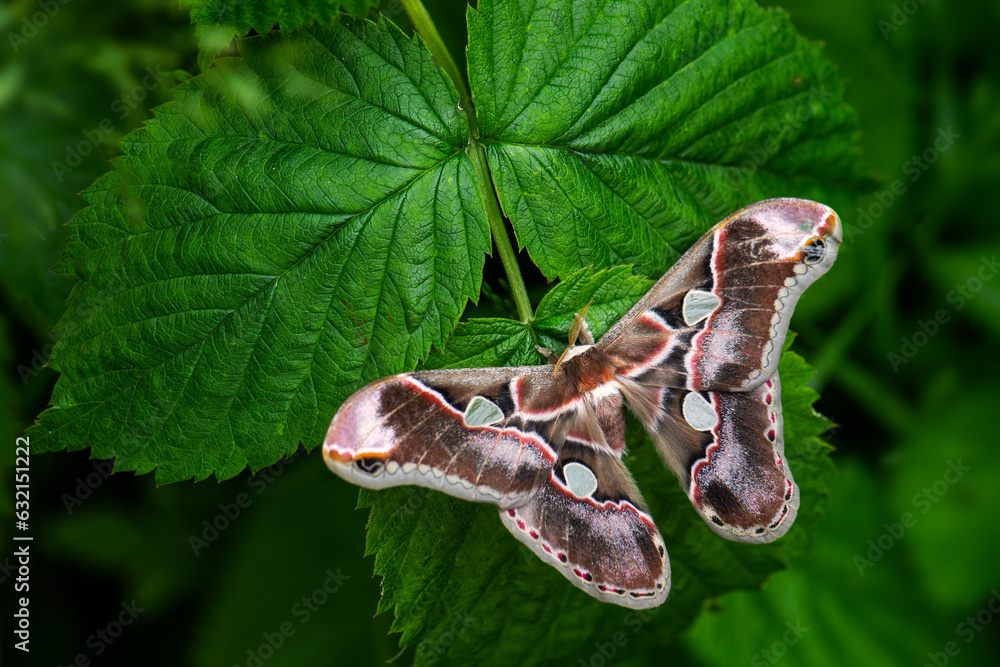 emperor moth - Rothschildia lebeau, large beautiful colored moth from ...