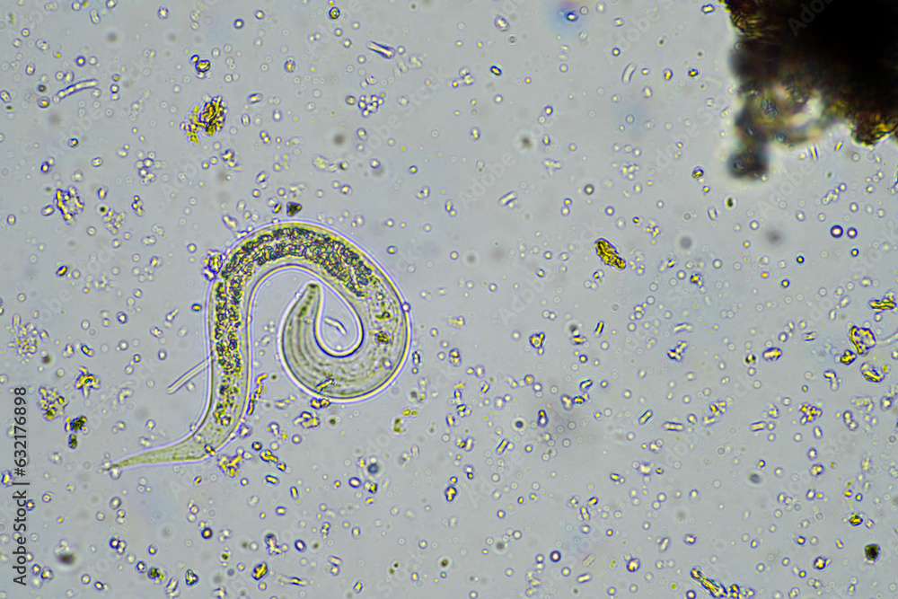 bacterial feeding soil nematode in a soil sample under the microscope ...
