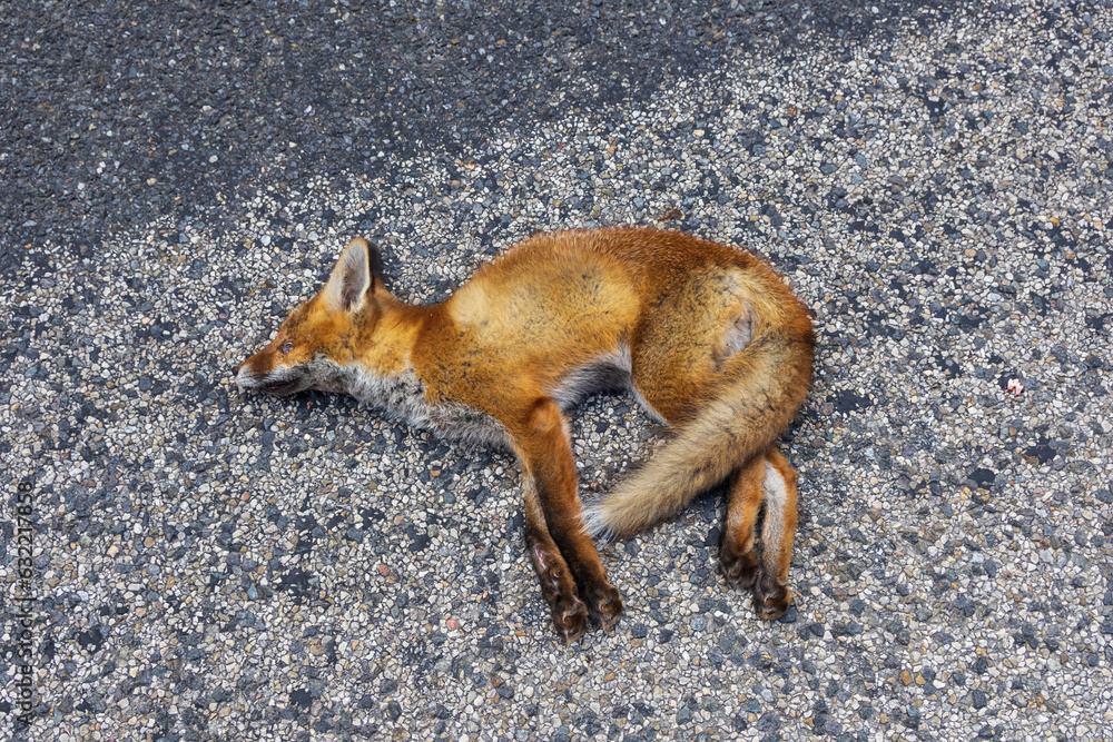 Dead fox on asphalt road. Animal killed by car accident. Safety traffic ...