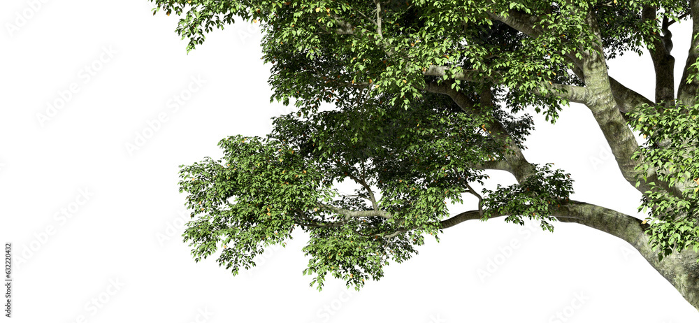 Natural big tree leafs branches foreground on transparent backgrounds ...