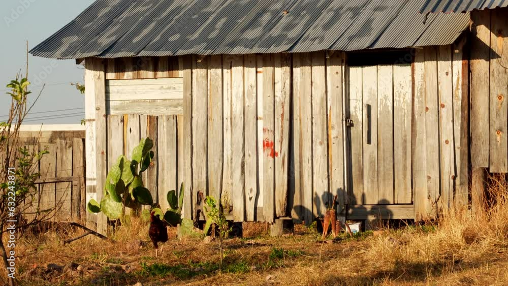 Vídeo do Stock: Gallina gallo pollo caminando pasando por casa choza ...