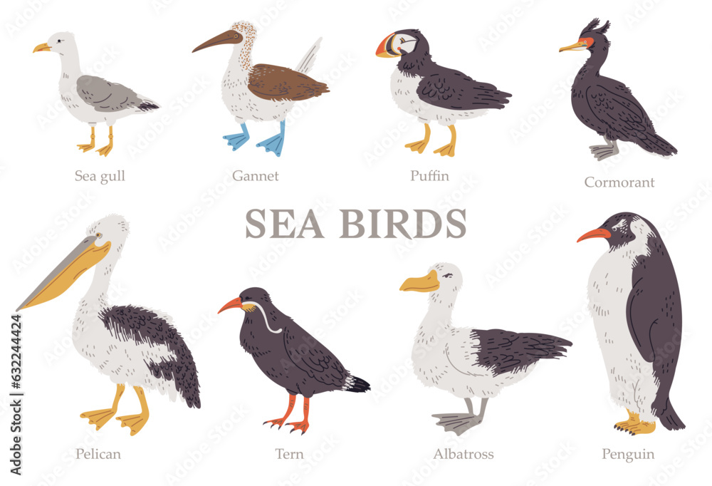 Set of vector illustrations of sea birds with titles in hand drawn ...