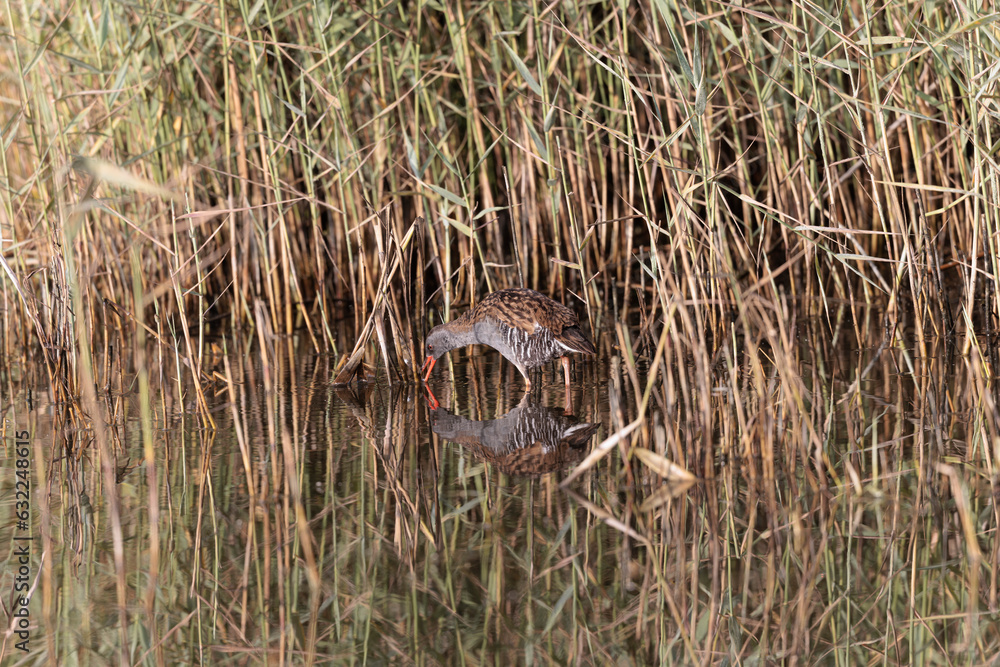 Water Rail Rallus aquaticus wading in a swamp in Brittany, France Stock ...