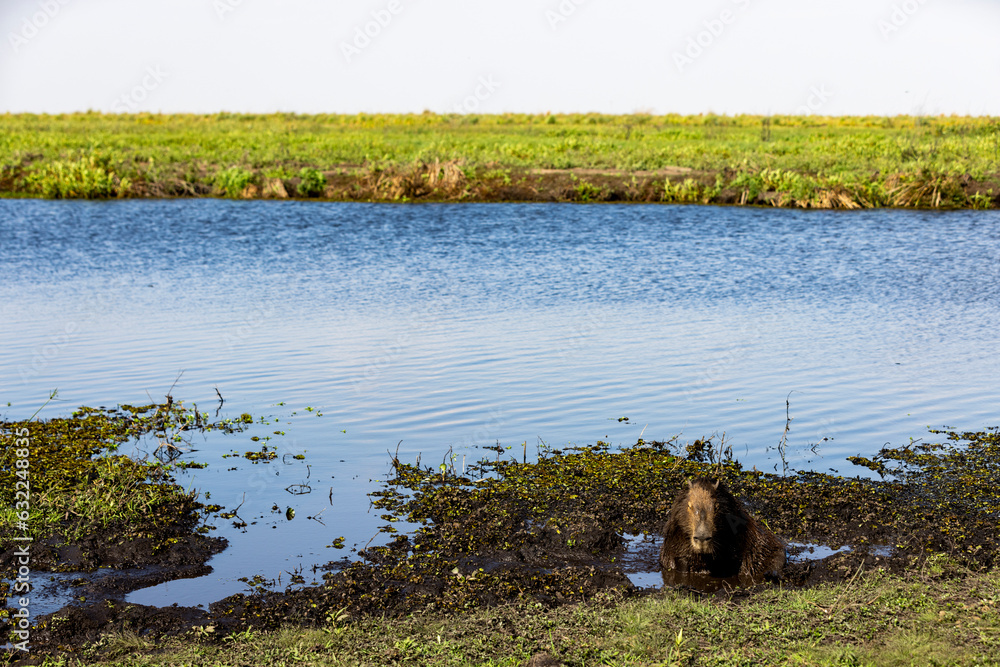 Observing a capybara in its natural habitat, the Esteros del Ibera, a ...