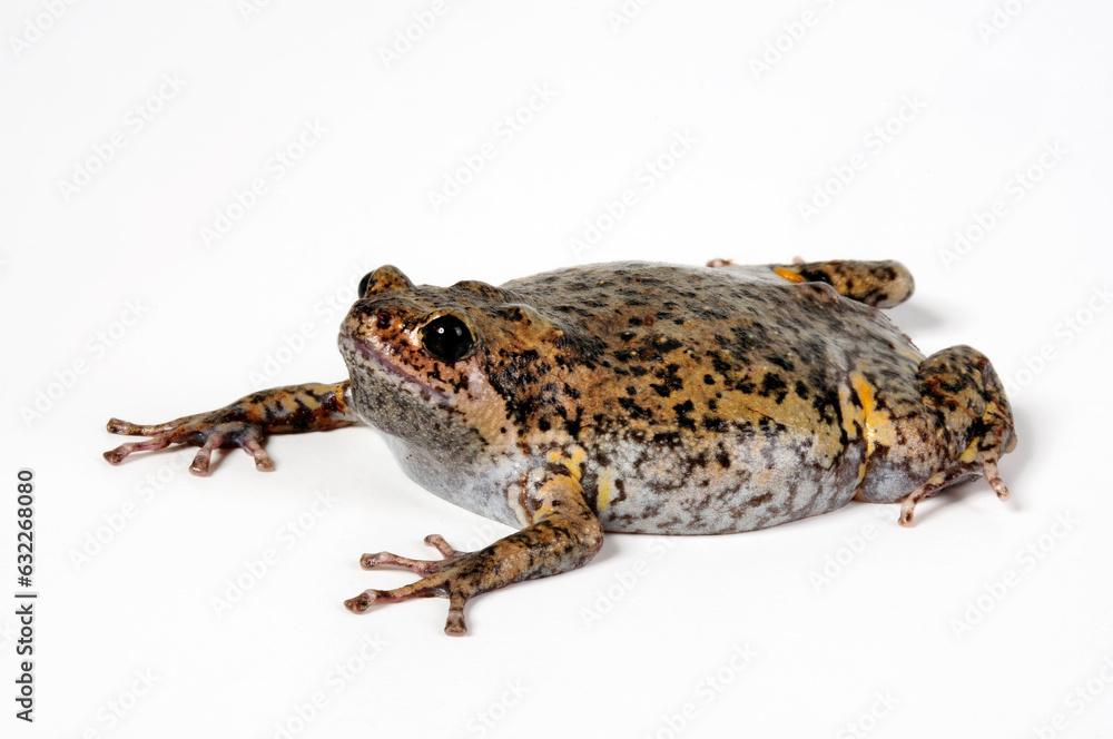Flower pot toad, Smooth-fingered narrow-mouthed frog // Javanischer ...