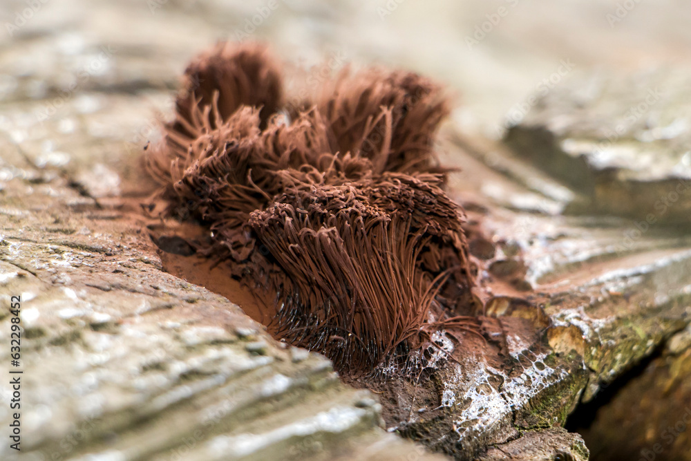 Stemonitis axifera growing on a stump. Slime mold from chocolate tubes ...