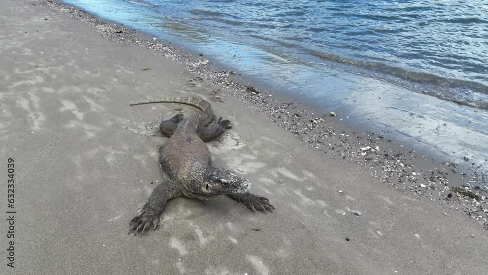 A Komodo dragon, Varanus komodoensis, lies on a remote beach in Komodo ...