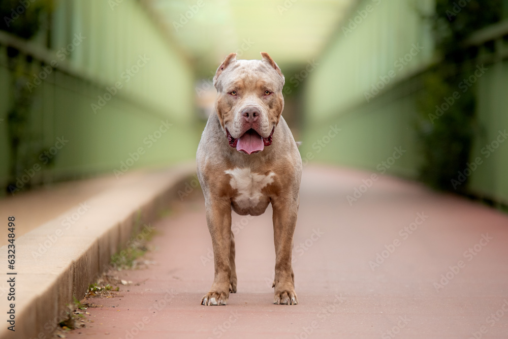 Un chien de race american bully XL dans la nature Stock Photo | Adobe Stock