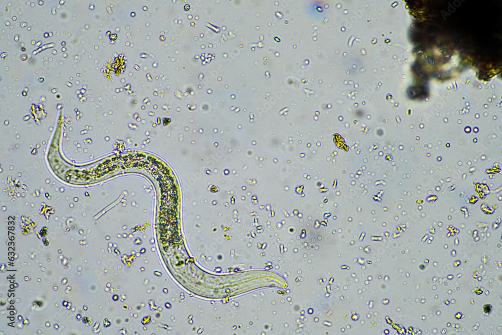 bacterial feeding soil nematode in a soil sample under the microscope ...
