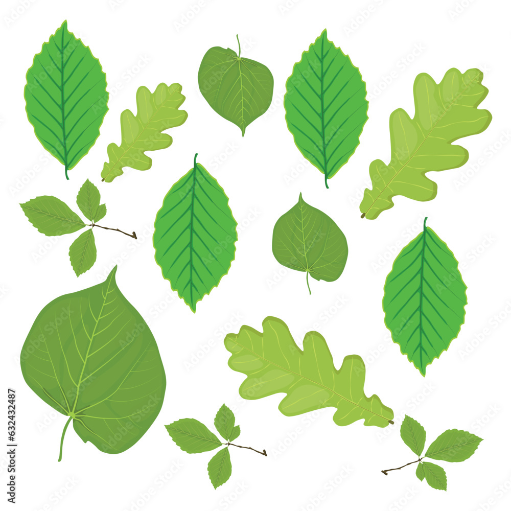 Vector illustration collection of greenery leaf plant forest herbs ...