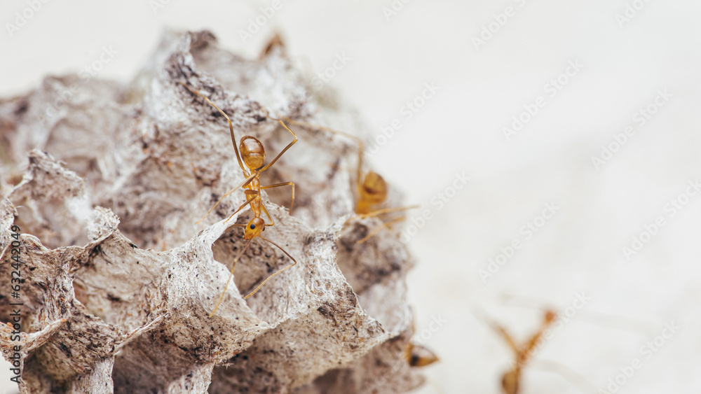 Team of yellow crazy ants on the wasp's nest, Ants Teamwork with ...