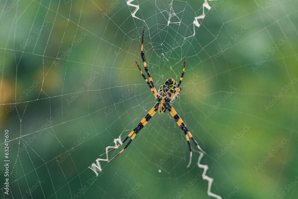 The spider climbs in the web on green nature background. shot of a ...