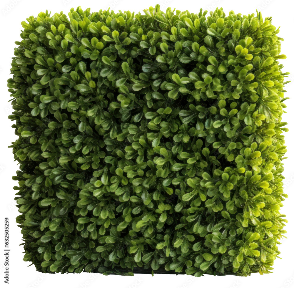 Boxwood trimmed into a square shape with transparent background ...
