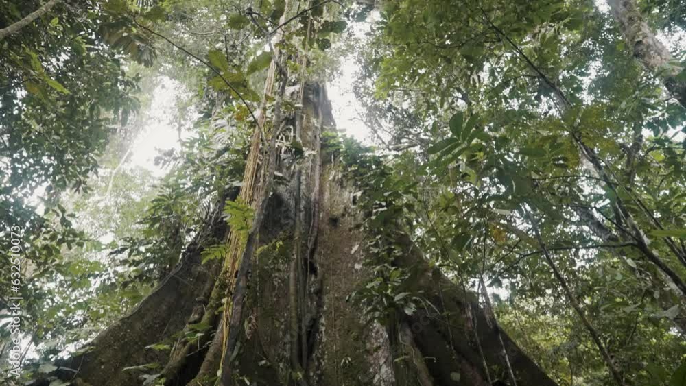 Giant Kapok Tree In Amazon Rainforest In South America. Ceiba Pentandra ...