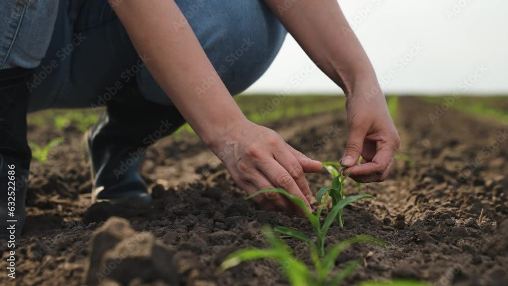 hand farmer sprout, young germ land field, agriculture, farming ...