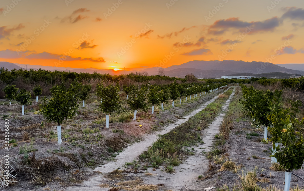 Planting a tree on sunset. Mandarin tree farm field. Orange mandarin ...