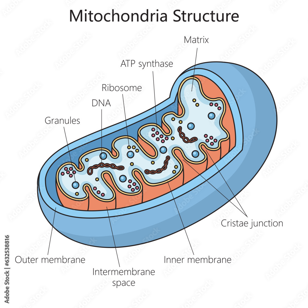 Poster Human mitochondria structure diagram schematic vector ...