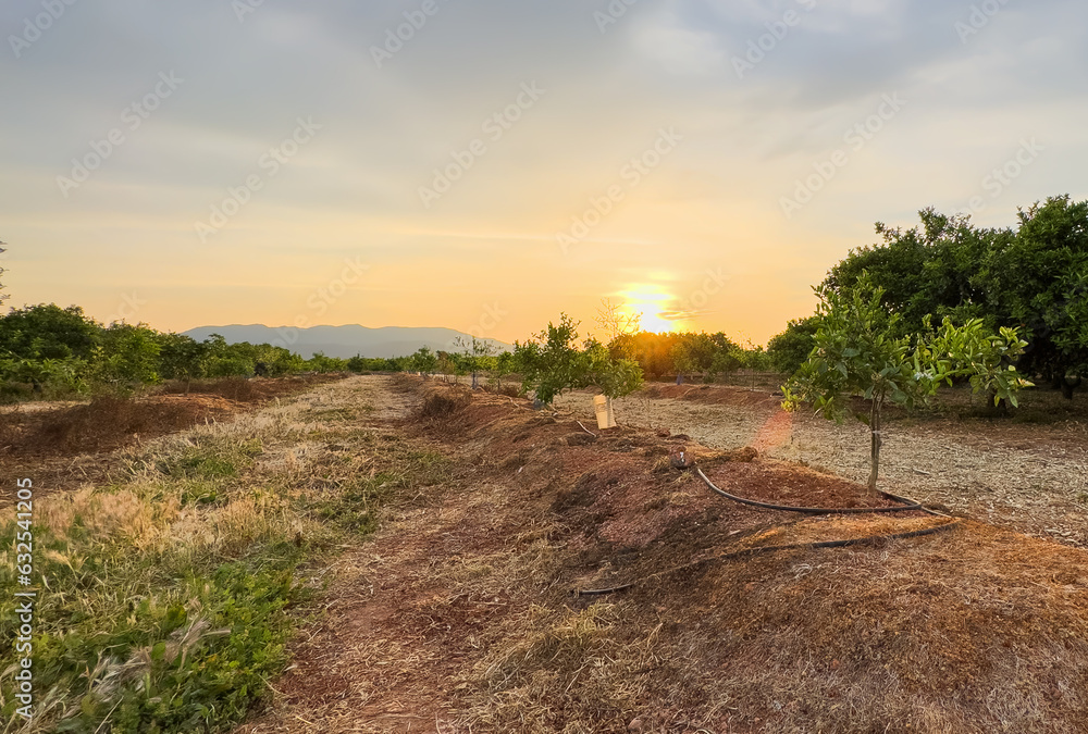 Planting tree on sunset. Mandarin tree farm field. Orange mandarin tree ...