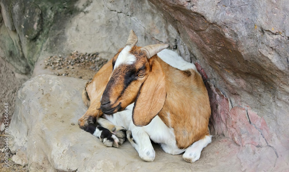 a photography of a goat laying on a rock with its head on a baby goat ...