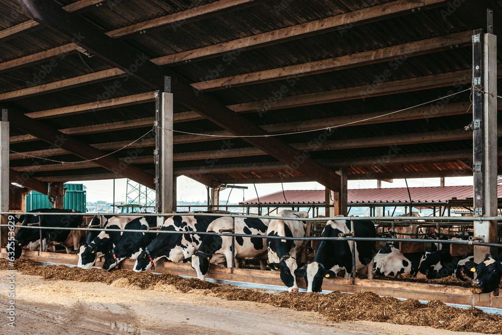 Calf cow in cage, caring on bio farm farming, feed hay grass silage ...