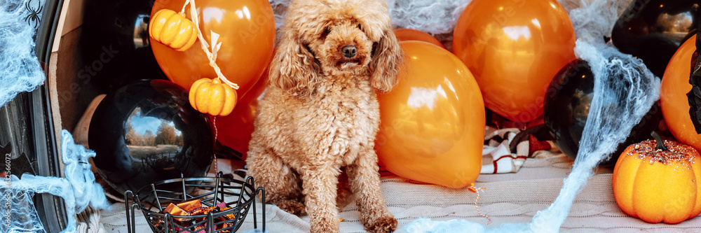 cute apricot poodle dog in ghost costume sits in trunk of car decorated ...