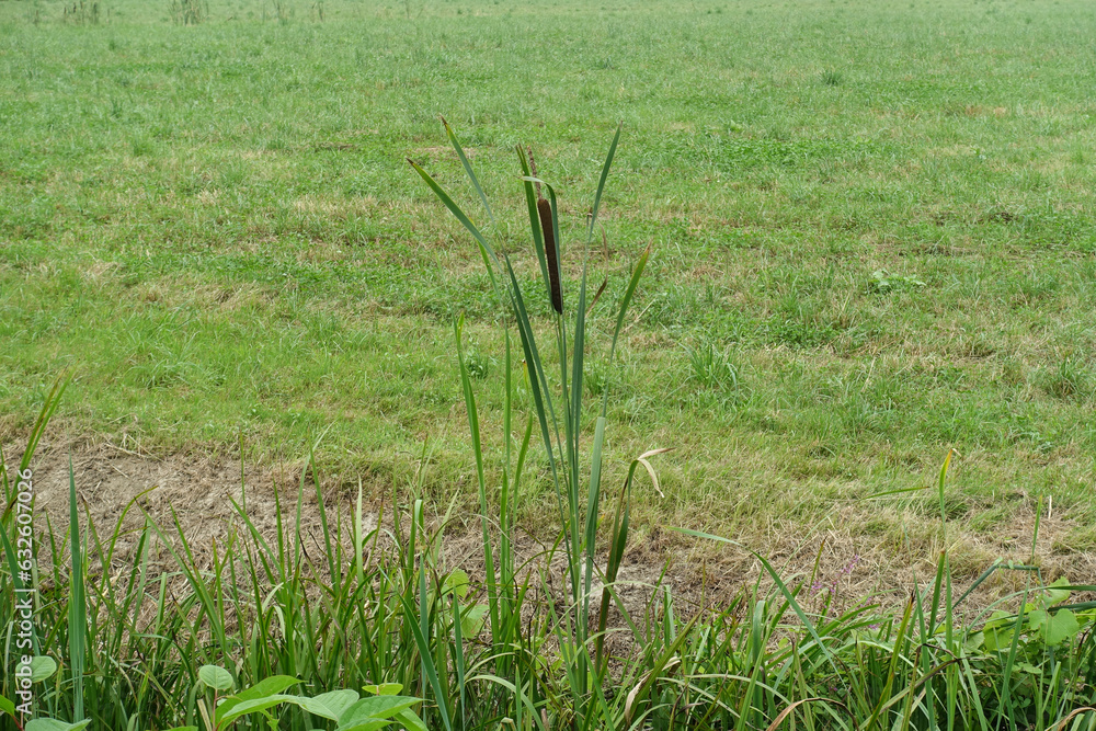 Des joncs qui poussent dans un fossé humide Stock Photo | Adobe Stock
