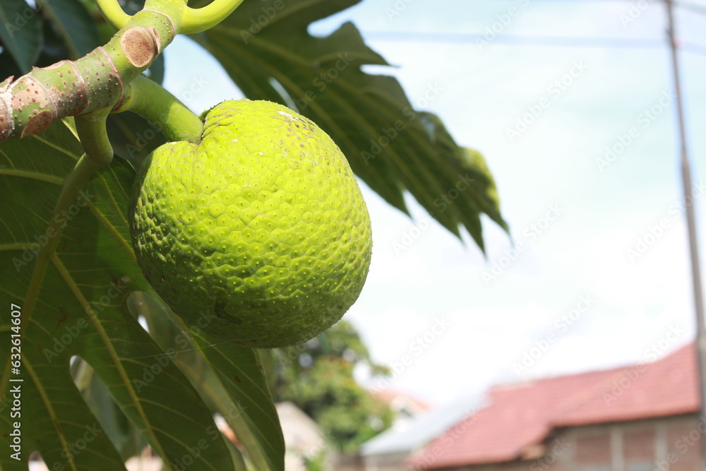 Breadfruit (Artocarpus altilis) is the name of a type of fruiting tree ...