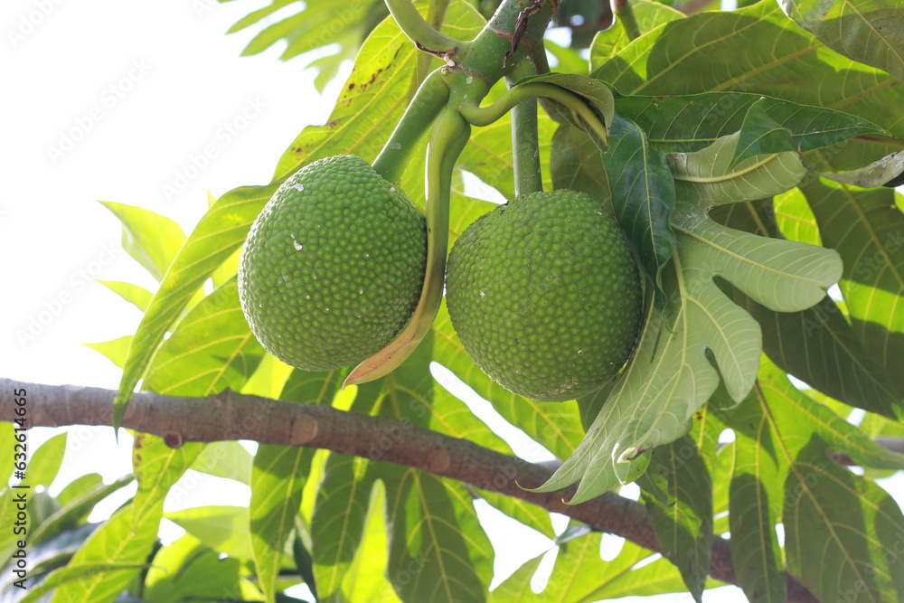Breadfruit (Artocarpus altilis) is the name of a type of fruiting tree ...