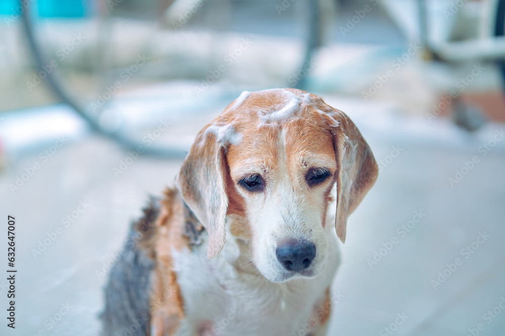 playful beagles, enjoy soaping, bubble baths, pet hygiene, house ...