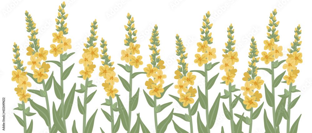 great mullein, field flowers,Verbascum thapsus, vector drawing wild ...