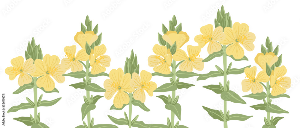 evening primrose, Oenothera, field flowers, vector drawing wild plants ...