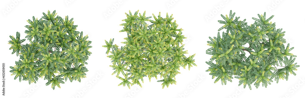 Chukrasia tabularis tree on top view isolated on transparent background ...