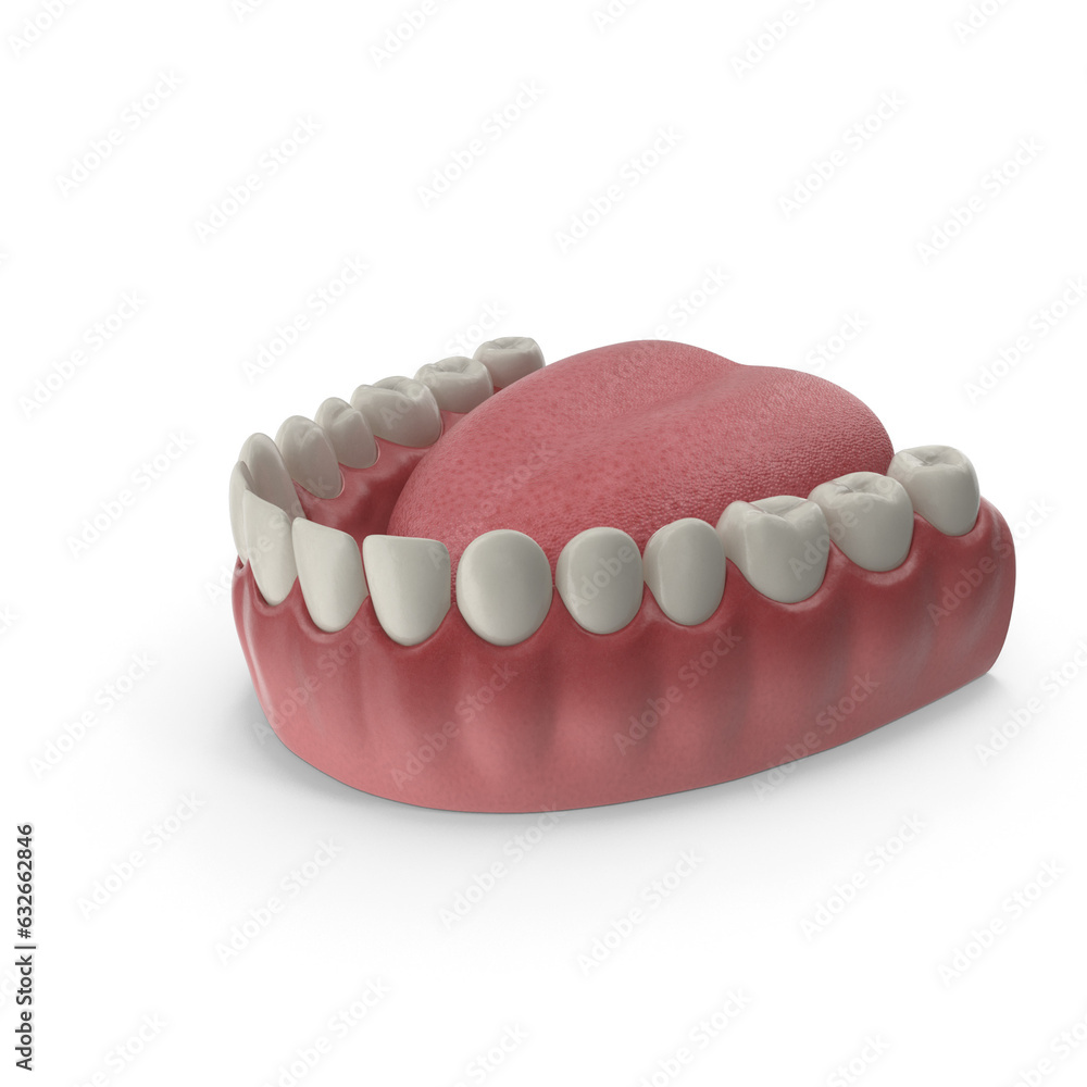 Mandibular human gum and teeth. Medically accurate tooth 3D ...