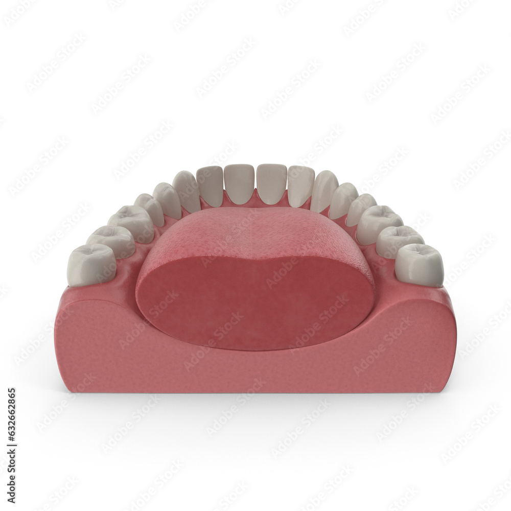 Mandibular human gum and teeth. Medically accurate tooth 3D ...