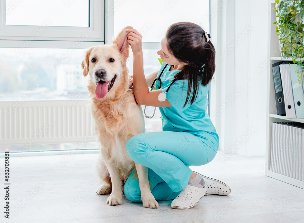 Ear examination of golden retriever dog by vet during appointment in ...