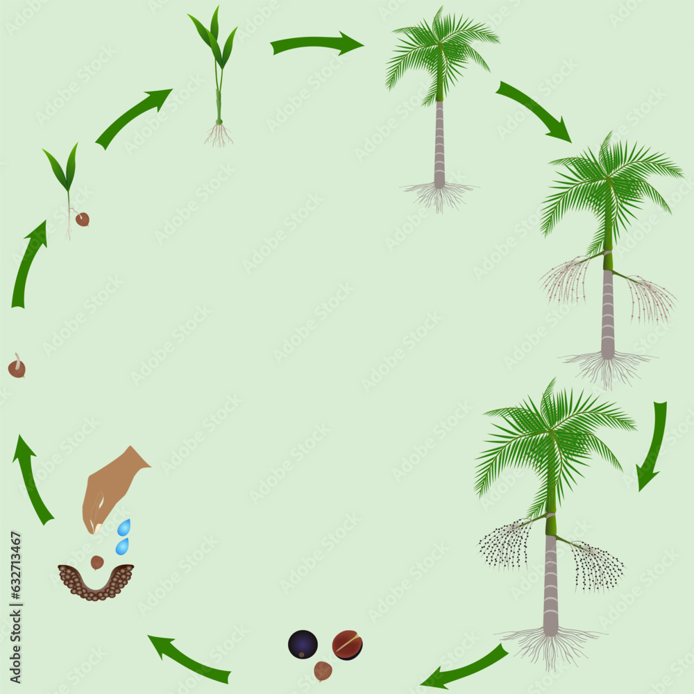 Life cycle of acai palm tree on a green background. Stock Vector ...