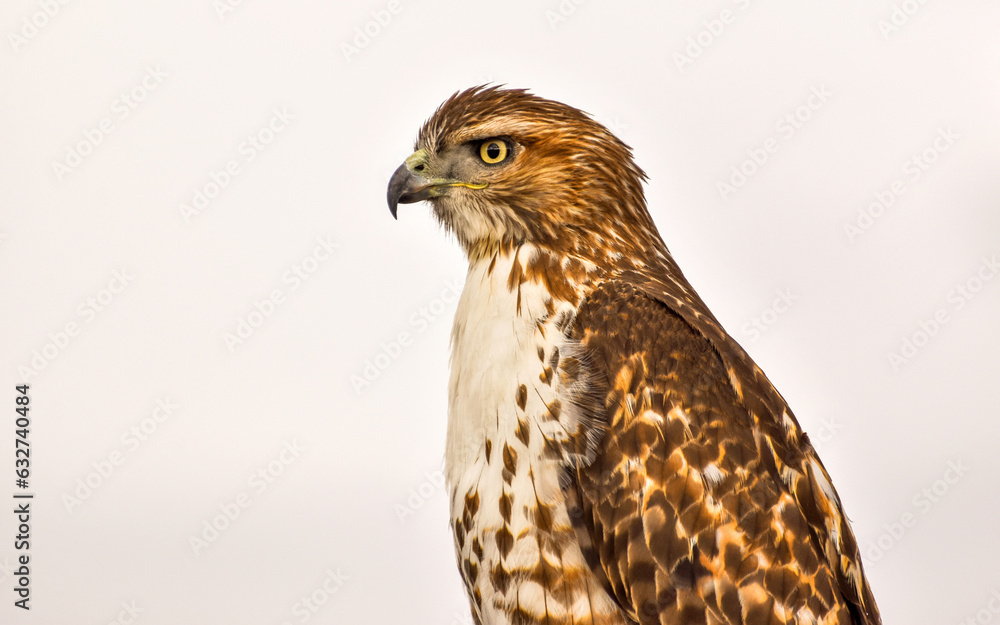 Closeup of Broad-winged Hawk - A closeup side view of a perching Broad ...