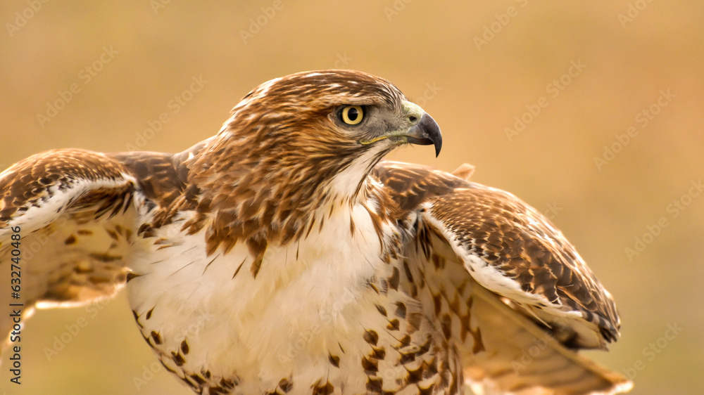 Ready to Fly - A close-up front view of a Broad-winged Hawk getting ...