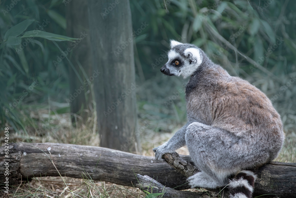 The ring-tailed lemur, Lemur catta is a large strepsirrhine primate and ...