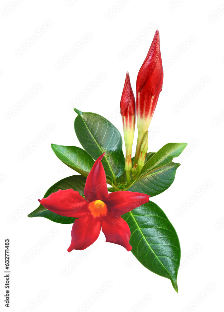 Mandevilla sanderi red flower (Dipladenia or Brazilian jasmine) with ...