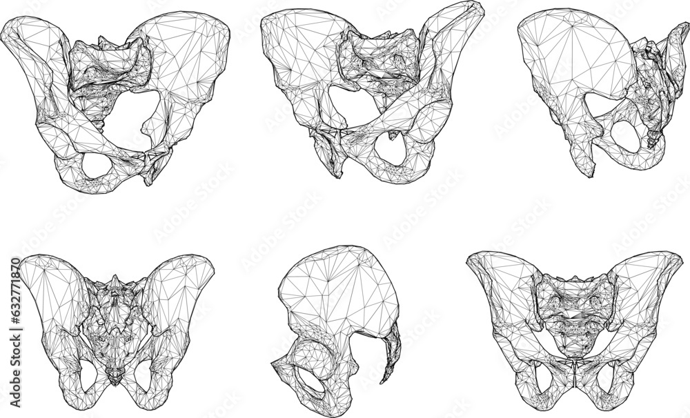 Sketch vector illustration of collarbone props for school education ...