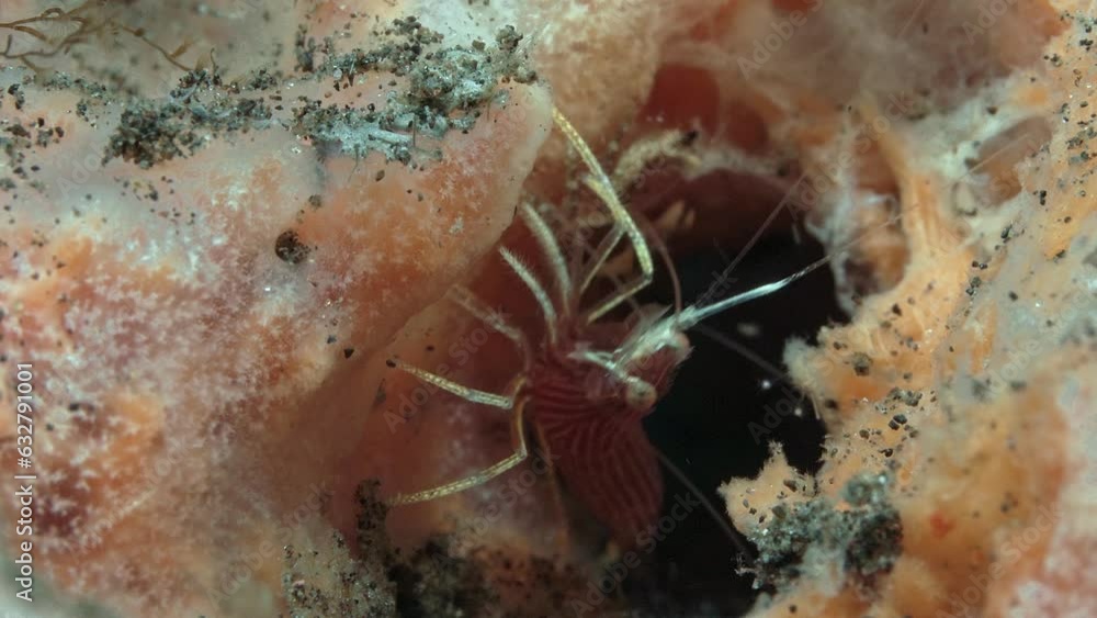 A red striped shrimp sits inside a red sponge with its long whiskers ...