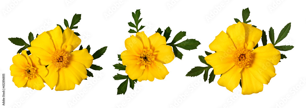 Composition of marigold flowers and leaves isolated on transparent ...
