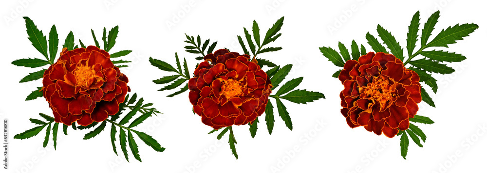 Composition of marigold flowers and leaves isolated on transparent ...