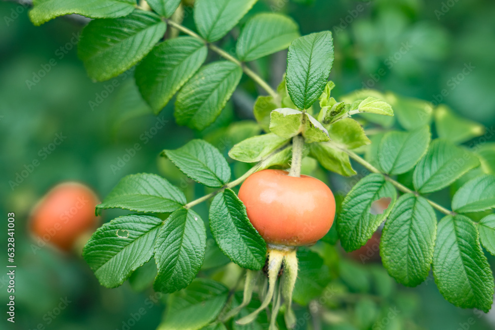 Rosa rugosa (rugosa rose, beach rose, Japanese rose, Ramanas rose, or ...
