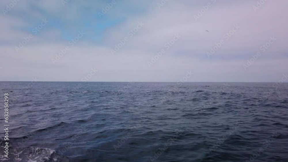 Gimbal wide slow motion shot of dolphins leaping and breaching ...