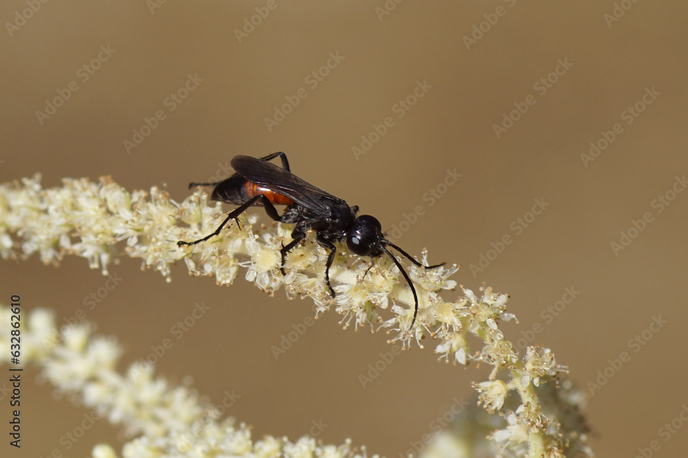 Spider wasp Anoplius infuscatus, family Pompilidae. On flowers of ...