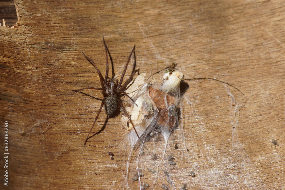 Housespider (Tegenaria), probably dust spider, dustbunny spider ...